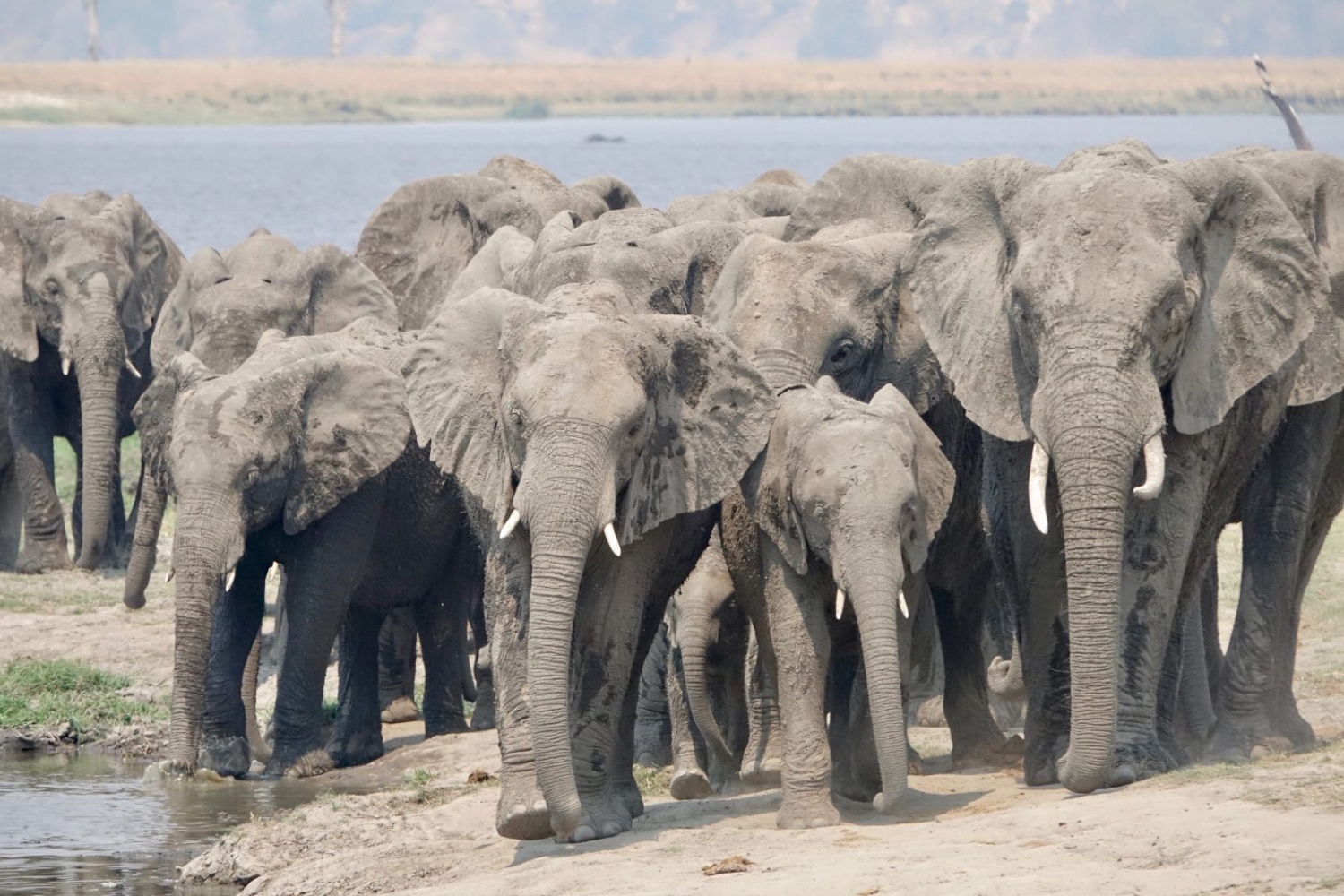 Elefanten ⋆ Zorilla-Film