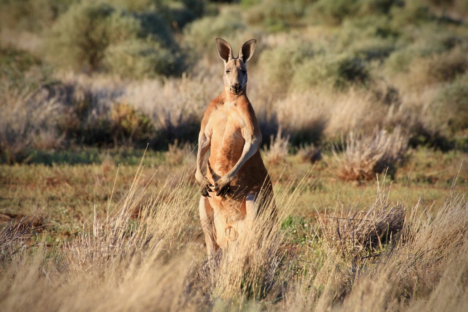 Kangaroo King ⋆ Zorilla-Film