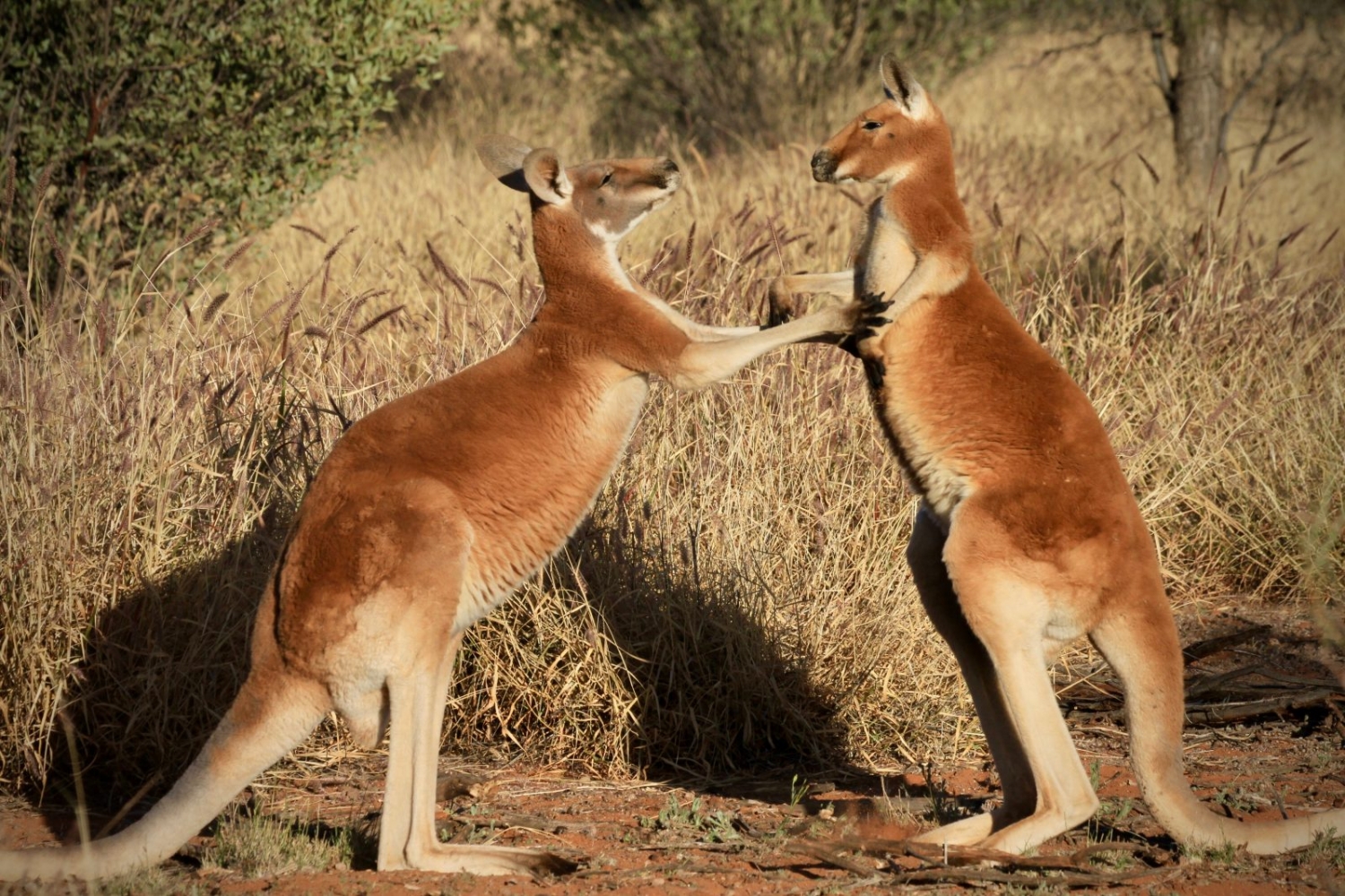Kangaroo King ⋆ Zorilla-Film